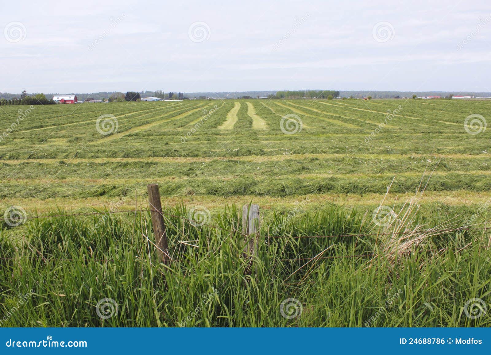 Freshly cut Grassland stock photo. Image of green, farming - 24688786