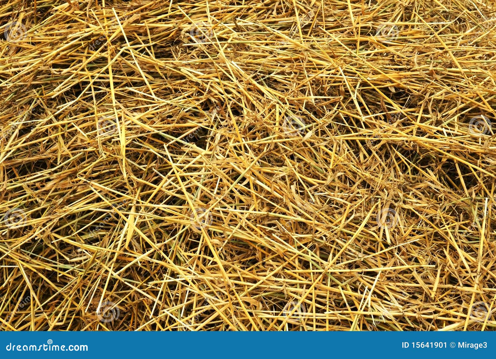 Freshly cut hay stock image. Image of agriculture, crop - 15641901