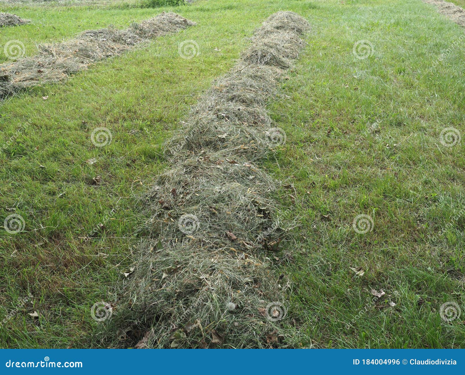 Freshly cut hay stock photo. Image of haymaking, green - 184004996