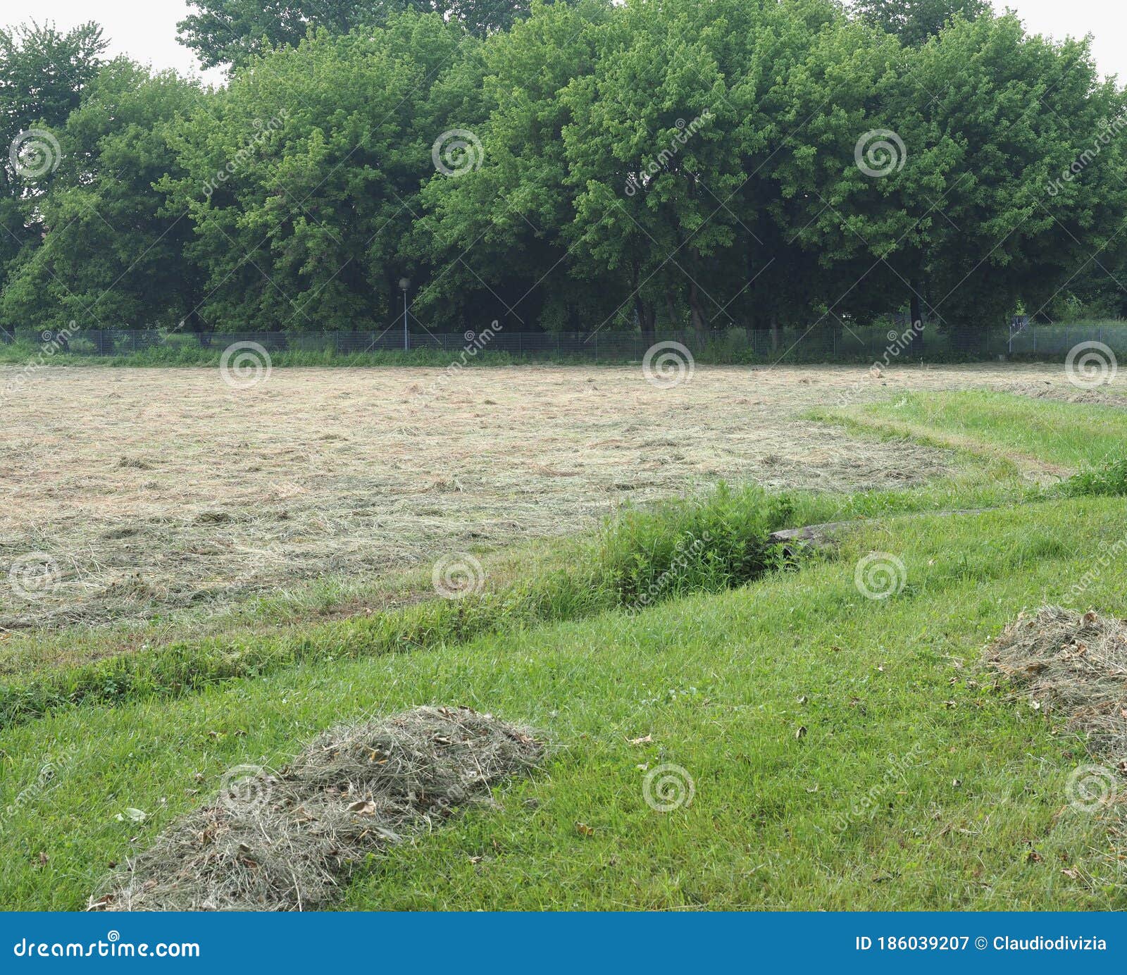 Freshly cut hay stock image. Image of nature, mowing - 186039207