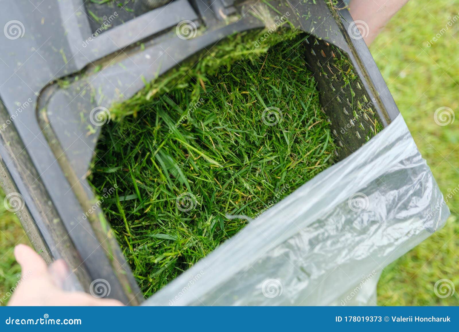 Freshly Cut Lawn Grass in a Package Stock Image - Image of natural ...