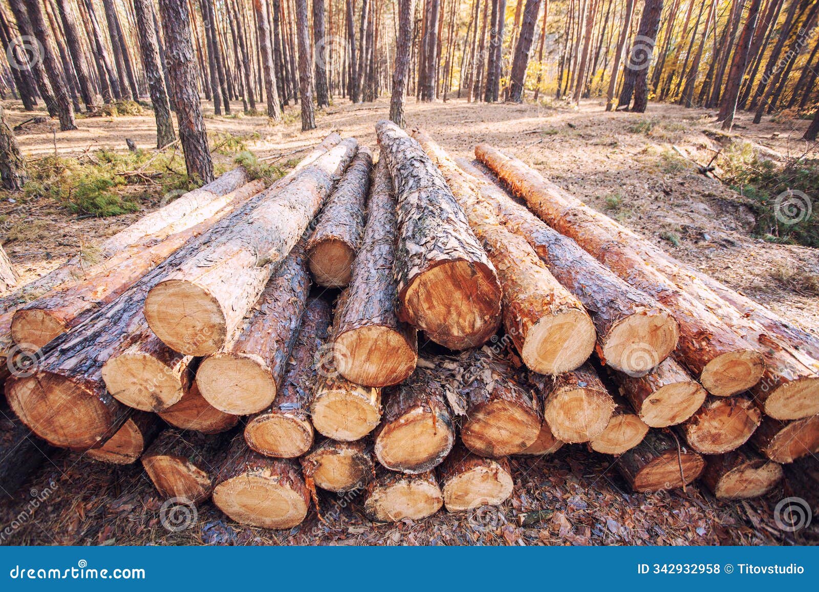 Freshly Cut Logs Piled in a Forest , Highlighting the Process of ...