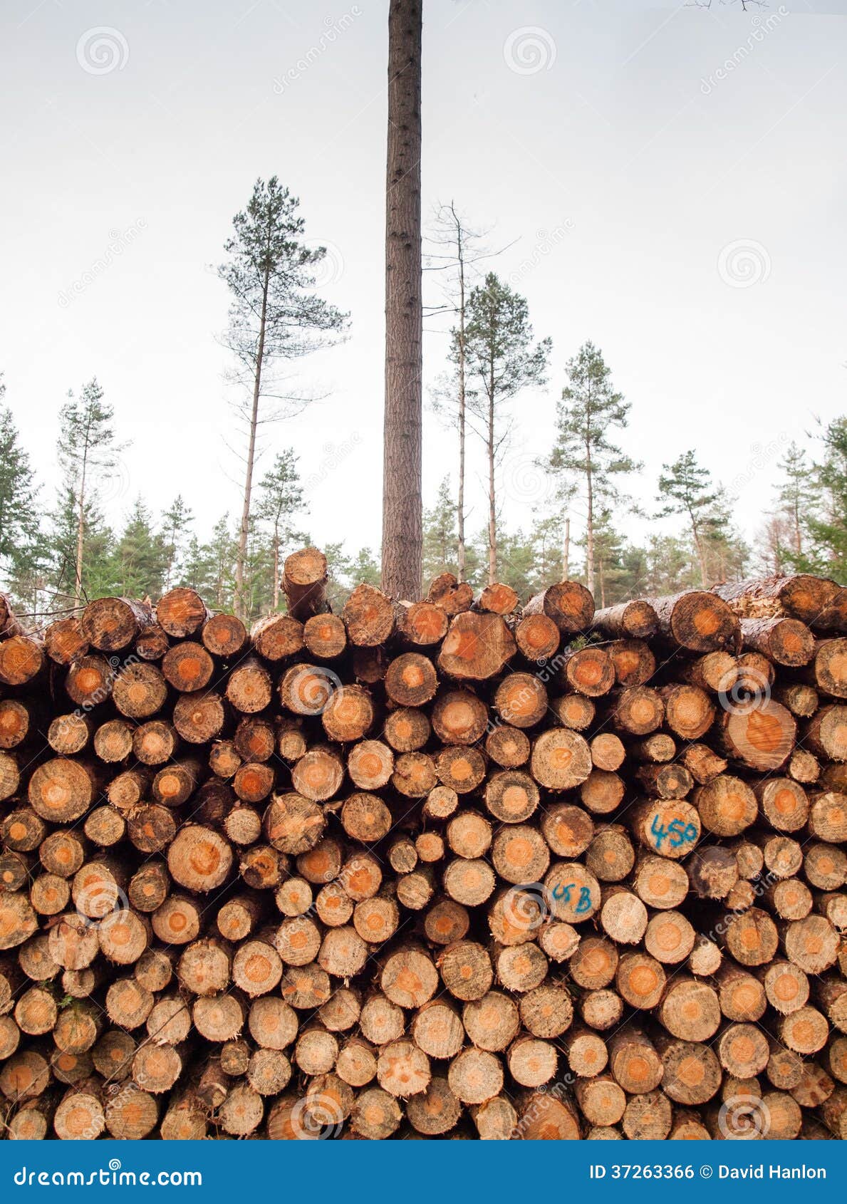 Freshly cut logs stock photo. Image of outdoors, industry - 37263366