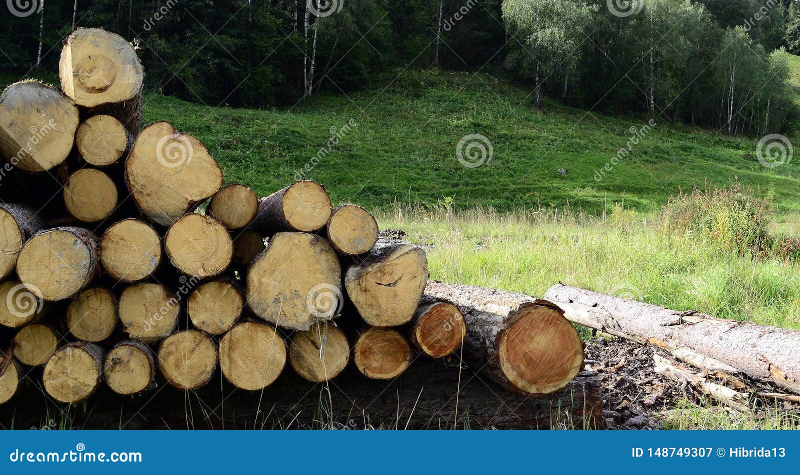 Freshly Cut Logs from Tree Laying in Green Grass in Mountainside Area ...