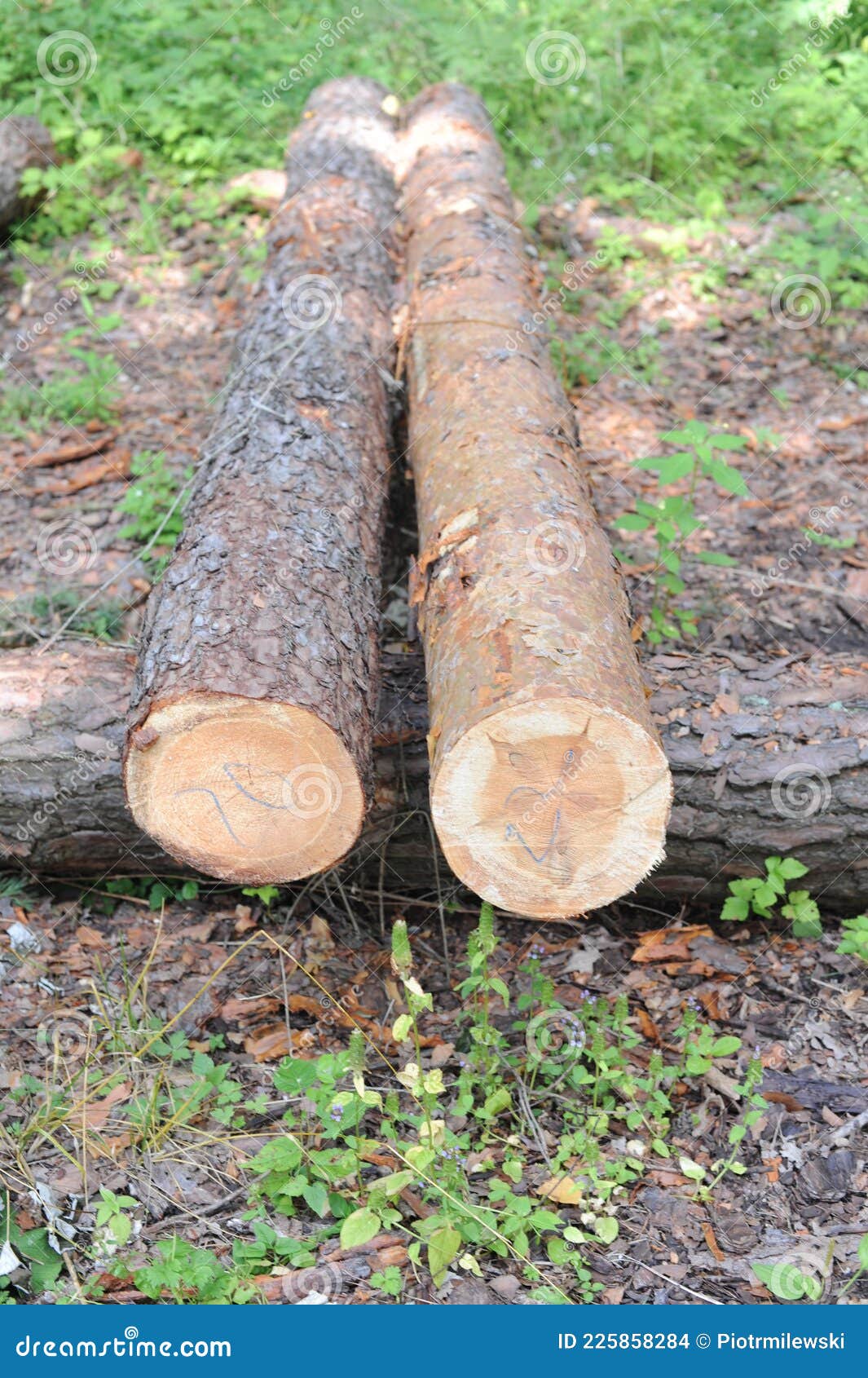 Freshly Cut Logs of Tree Trunks with Bark in a Forest Risking ...