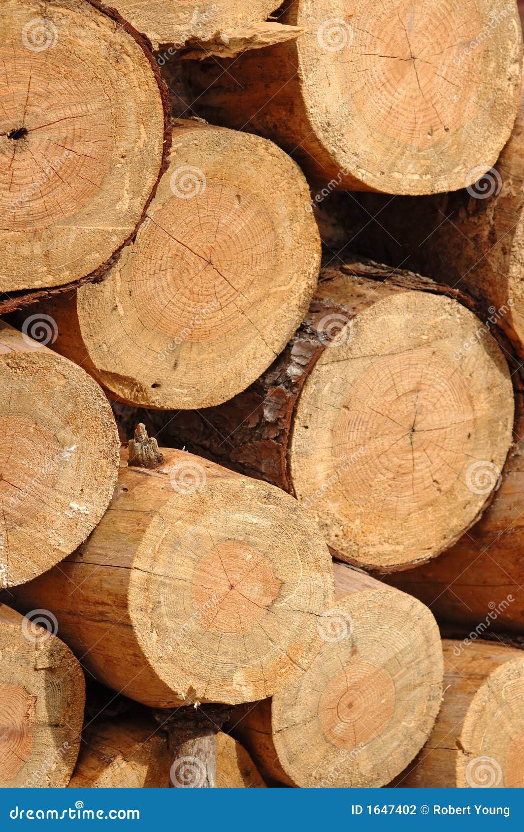 Freshly cut lumber stock photo. Image of ring, wood, stack - 1647402