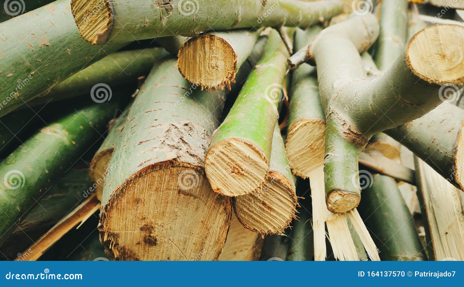Freshly Cut Orange Tree Branches Stock Photo - Image of farm ...