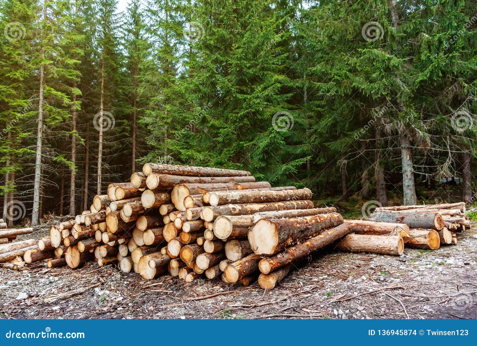 Freshly Cut Pine Logs Piled in the Forest. Logging, Deforestation ...