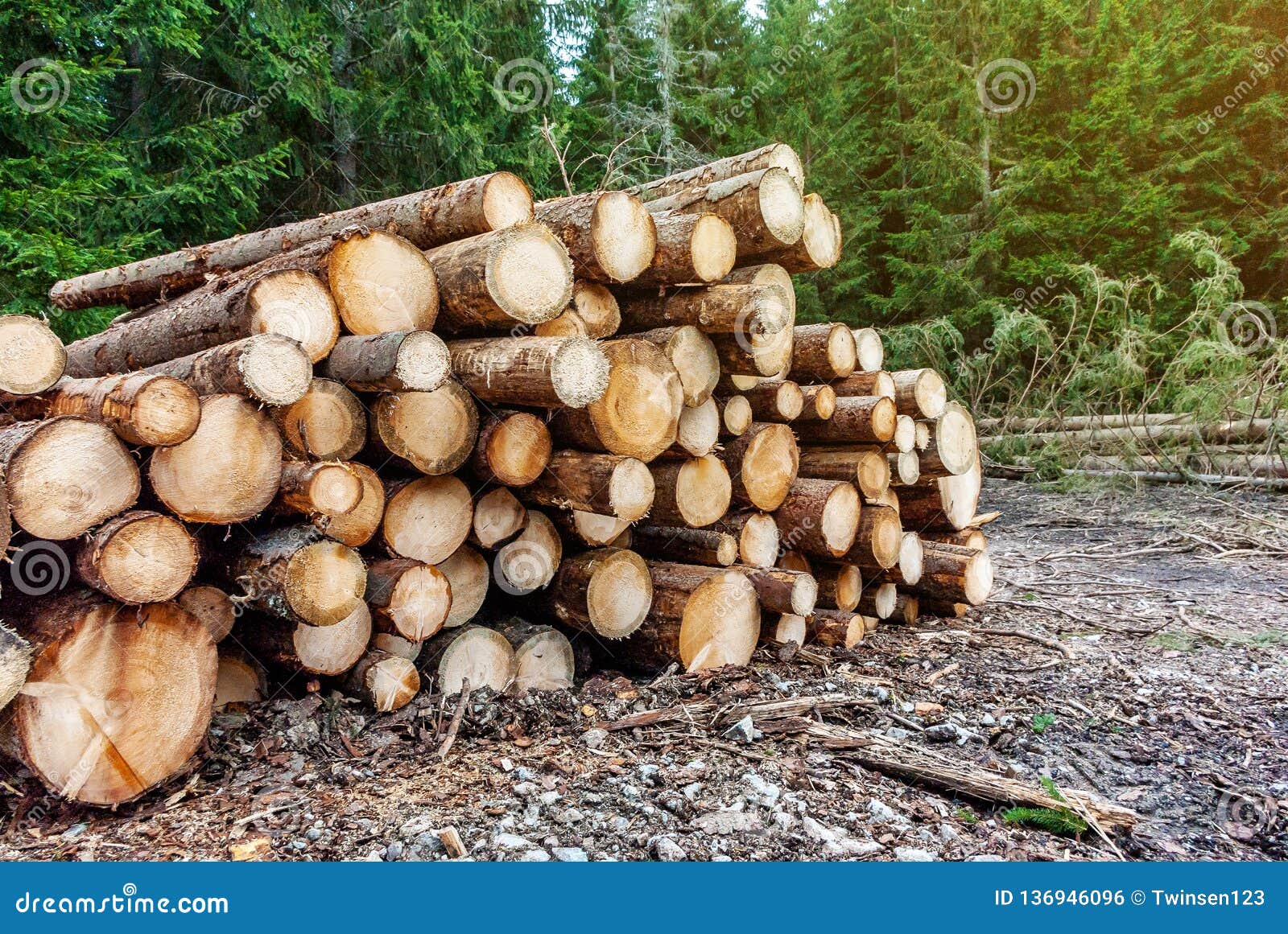 Freshly Cut Pine Logs Piled in the Forest. Logging, Deforestation ...
