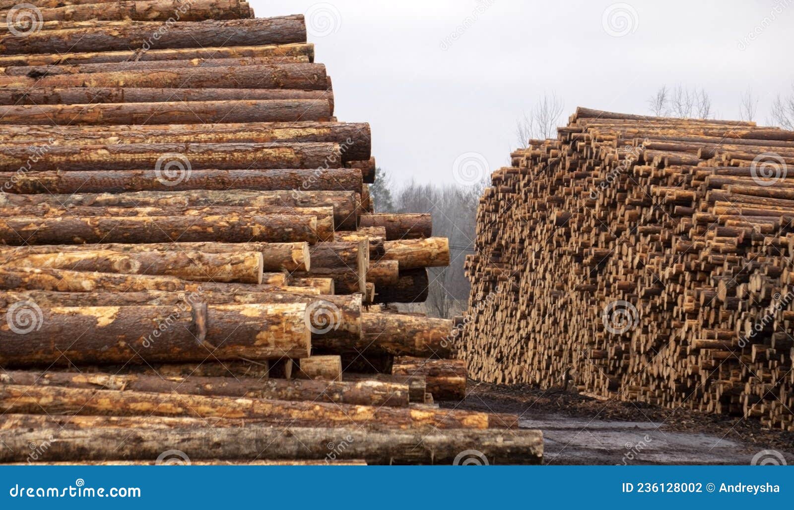 Freshly Cut Pine Logs at a Sawmill. Forestry Stock Photo - Image of ...