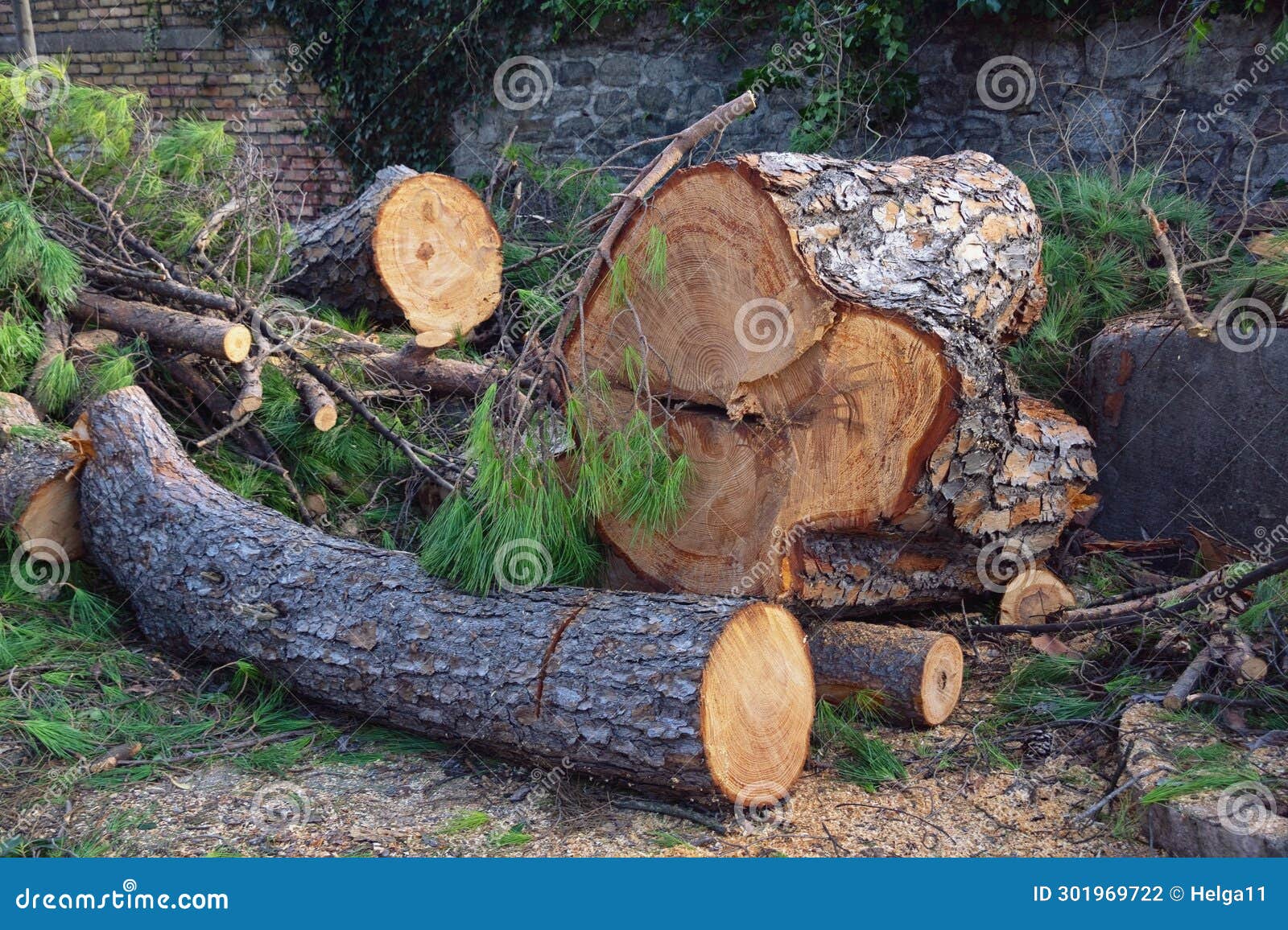 Freshly Cut Pine Tree Trunk on Courtyard Stock Photo - Image of yard ...