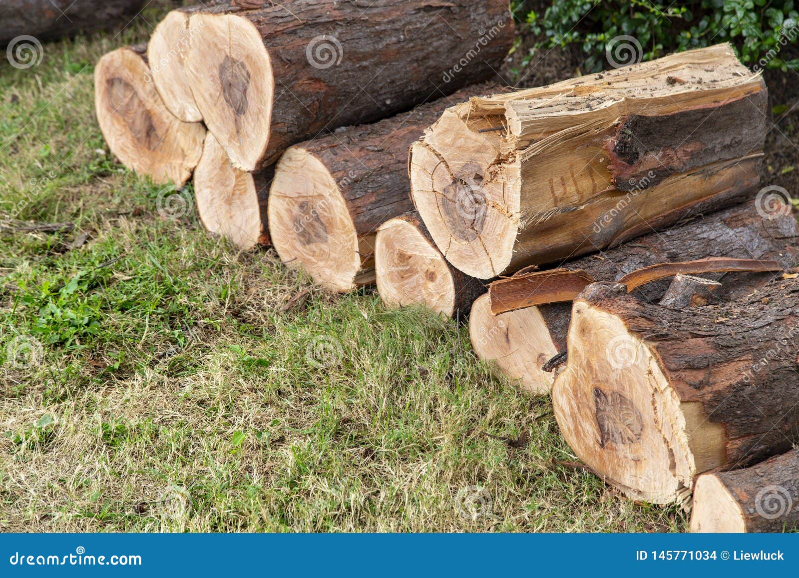 Freshly cut pine wood logs stock photo. Image of background - 145771034