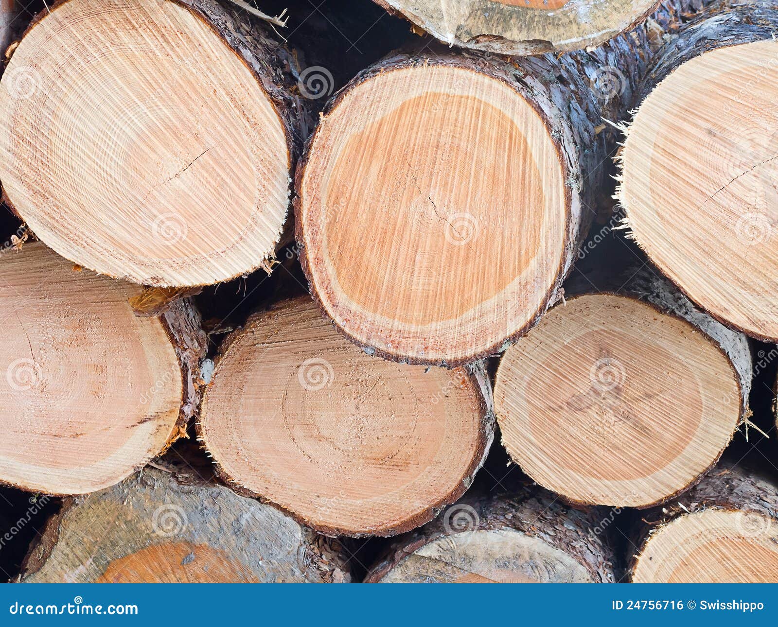 Freshly cut pines stock photo. Image of material, plank - 24756716