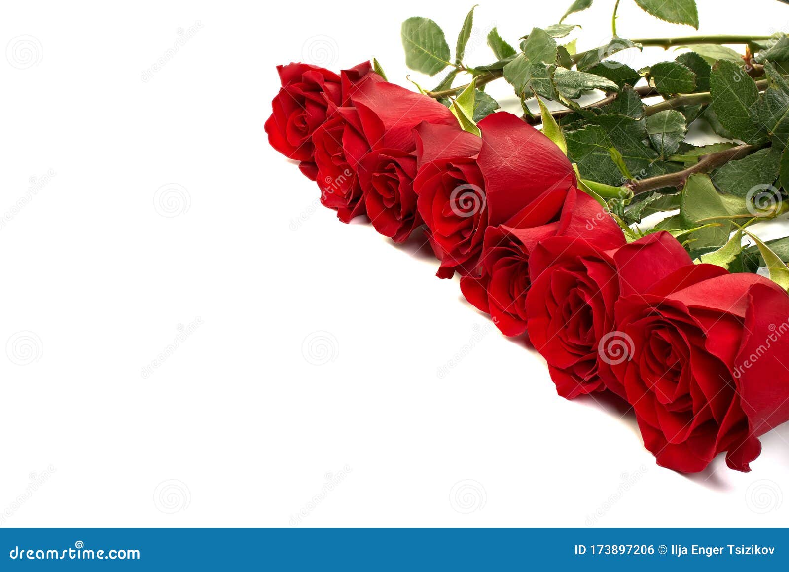 Freshly Cut Red Roses Lie in a Row Forming a Frame. Copy Space Stock ...