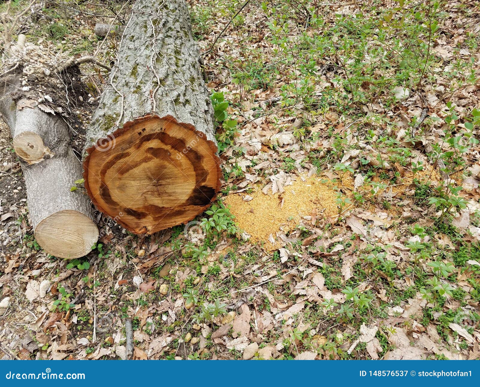 Freshly Cut or Sawed Tree Trunk or Log with Bark Dust Stock Image ...