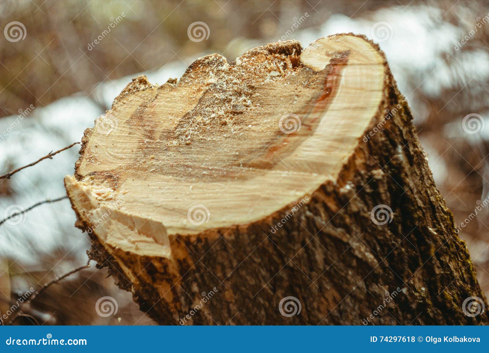 Freshly cut stump stock photo. Image of concentric, dust - 74297618