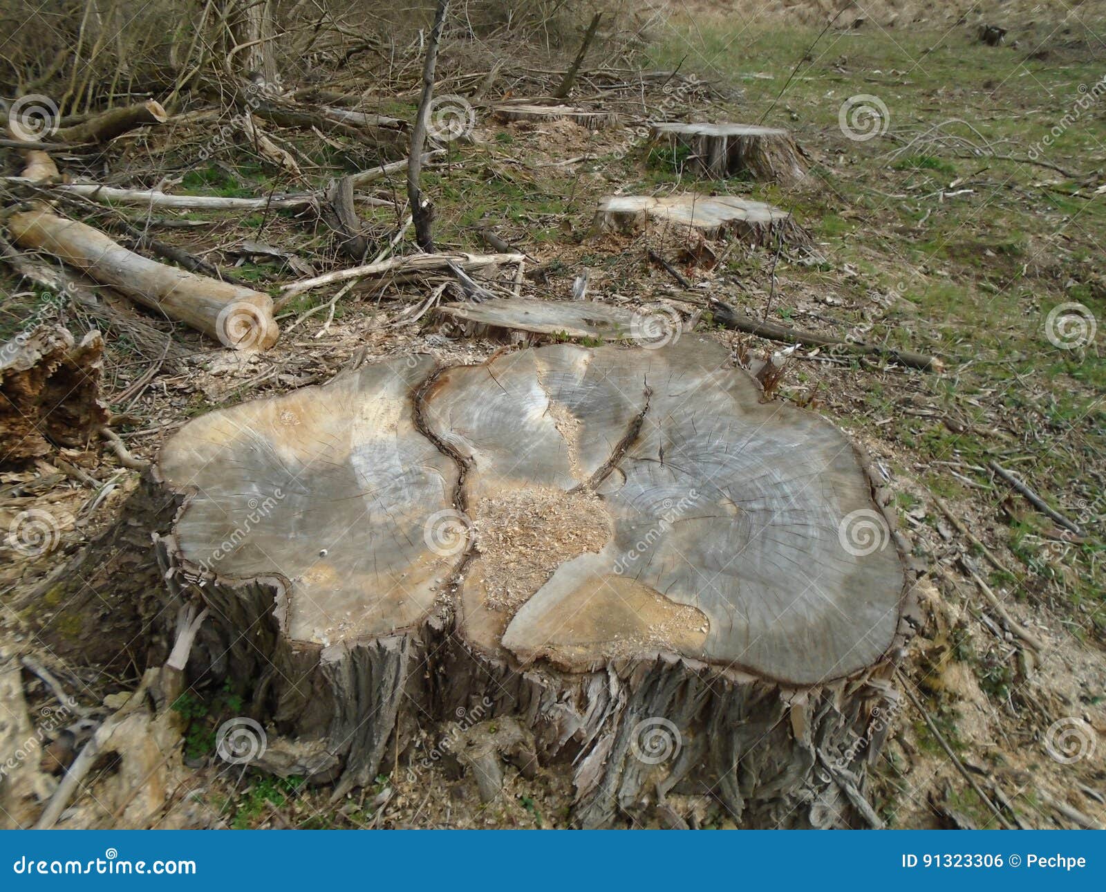 Freshly Cut Stump in Nature Stock Photo - Image of forestry, alder ...