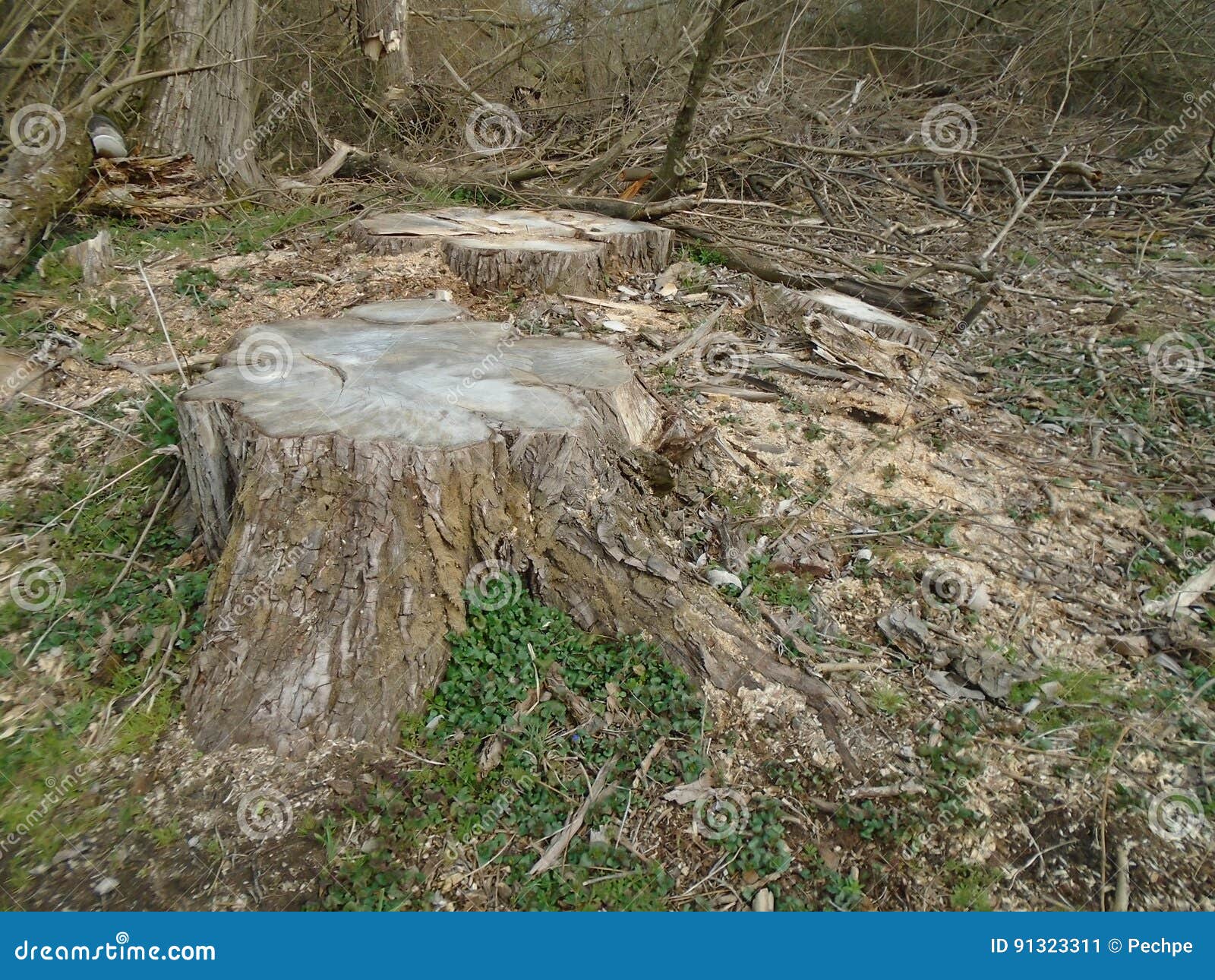 Freshly Cut Stump in Nature Stock Image - Image of outdoor, fresh: 91323311