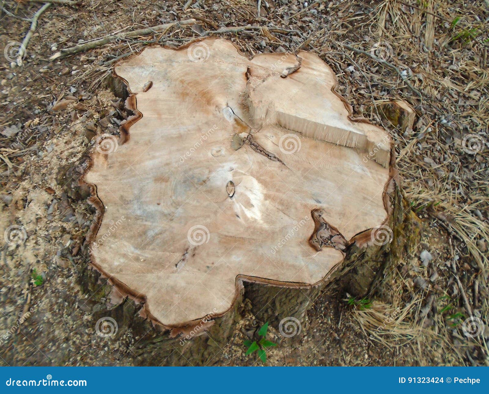 Freshly Cut Stump in Nature Stock Photo - Image of bark, lumber: 91323424