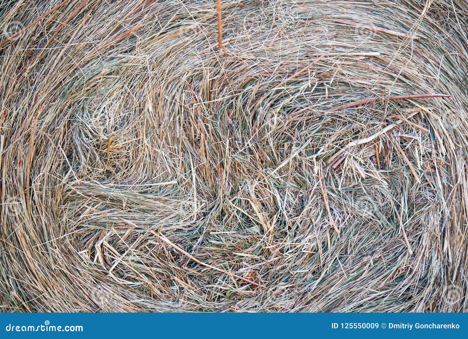 Freshly Cut Summer Hay Close-up Stock Image - Image of ground, plant ...