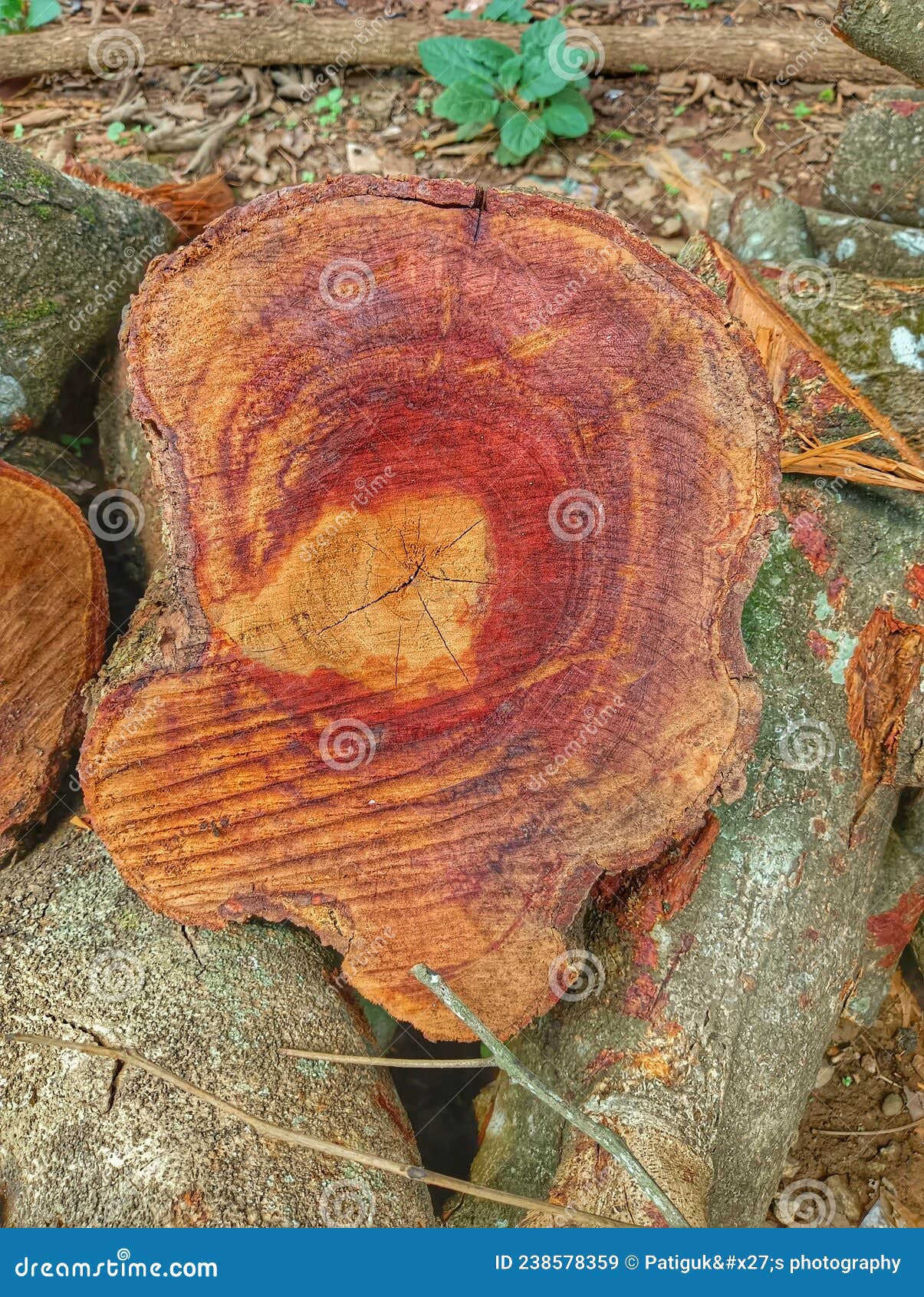 Freshly Cut Teak Wood Texture Stock Image - Image of soil, flower ...