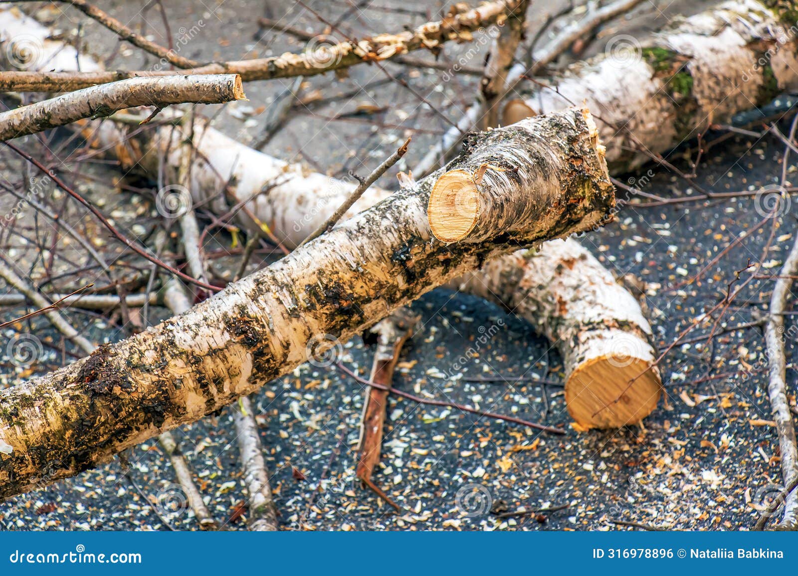 Freshly Cut Tree Branches. Greening of Urban Trees Stock Photo - Image ...
