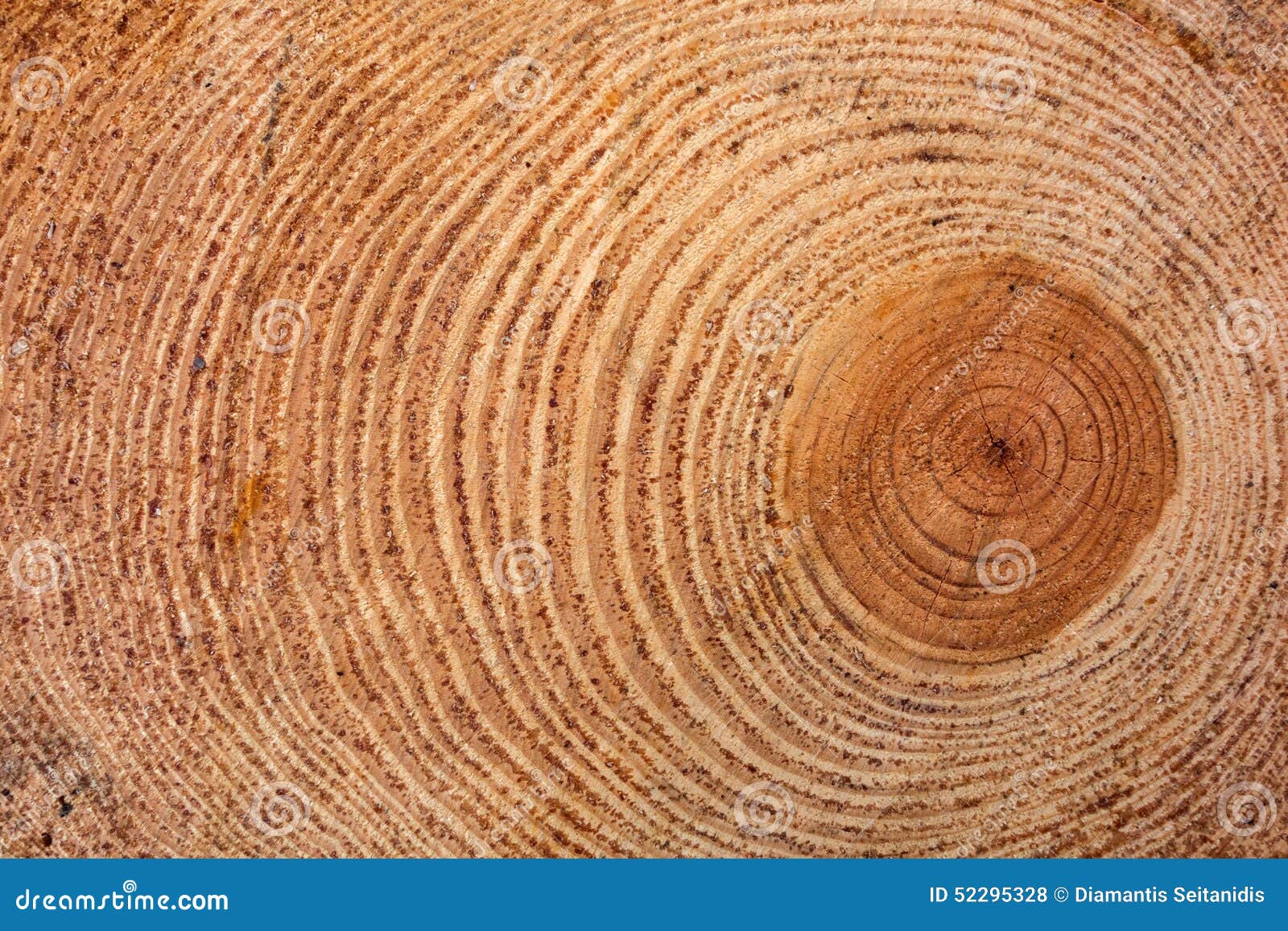 Freshly cut tree log stock photo. Image of lumber, slice - 52295328