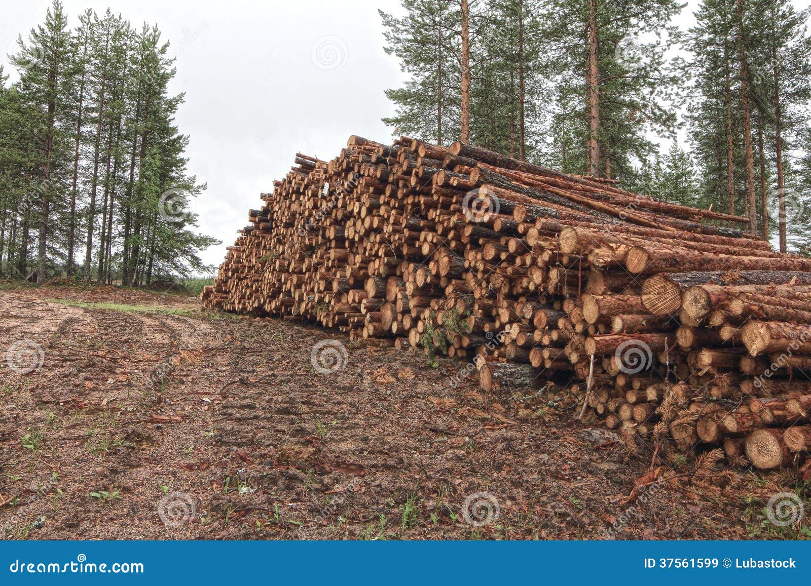 Freshly cut tree logs stock image. Image of felled, branch - 37561599