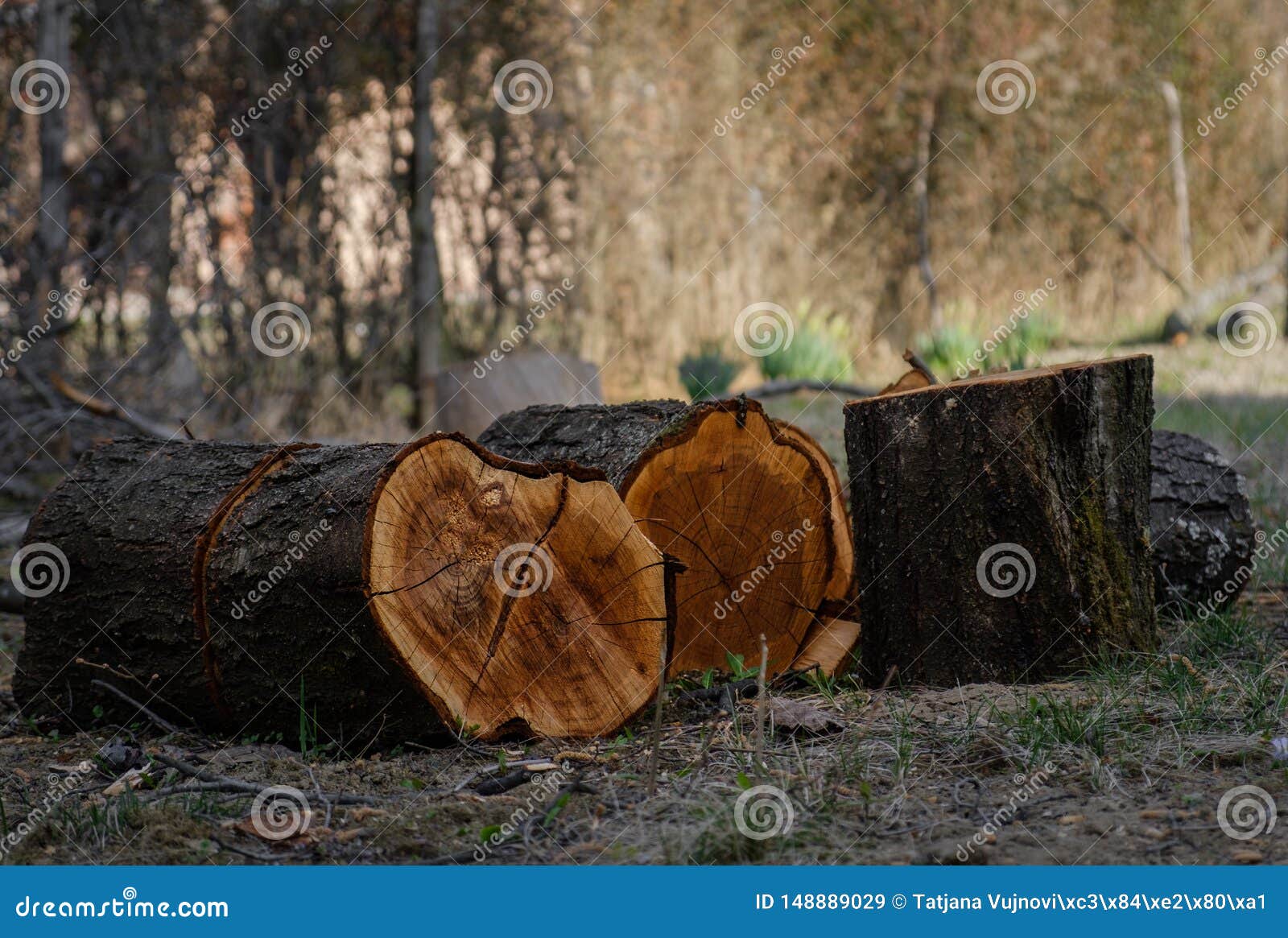 Freshly Cut Tree Logs. stock image. Image of tree, forestry - 148889029