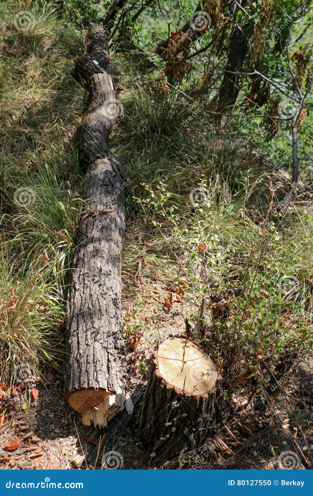 Freshly Cut Tree Logs in Garden Stock Photo - Image of background ...