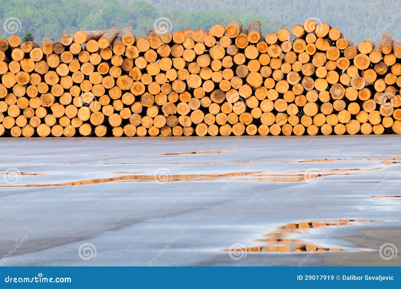 Freshly Cut Tree Logs Piled Up Stock Image - Image of bark, stack: 29017919