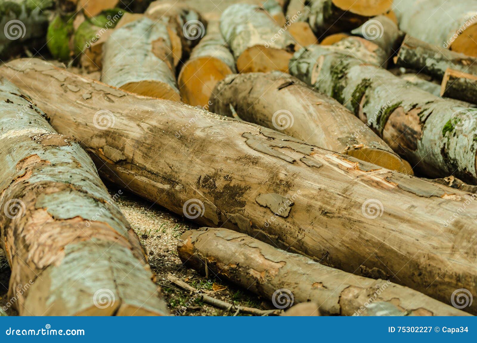 Freshly Cut Tree Logs Piled Up Stock Image - Image of resource, tree ...