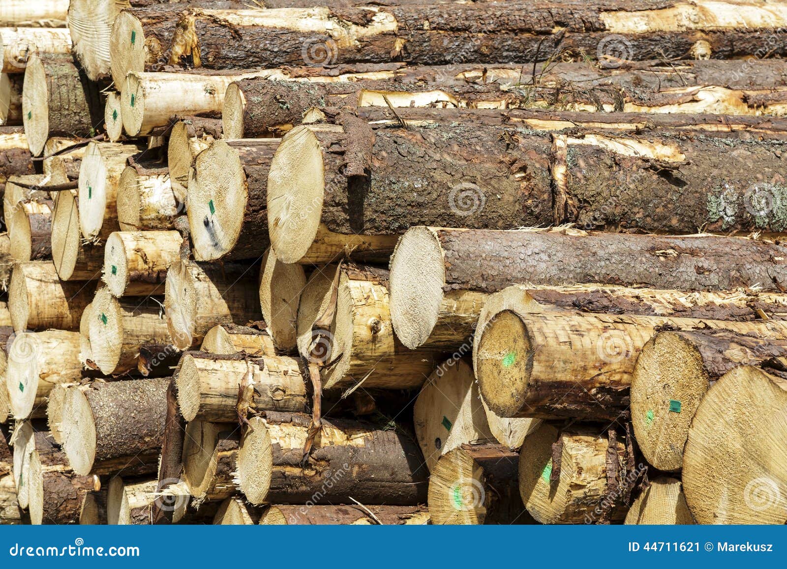 Freshly Cut Tree Logs Piled Up Stock Image - Image of stack, stored ...