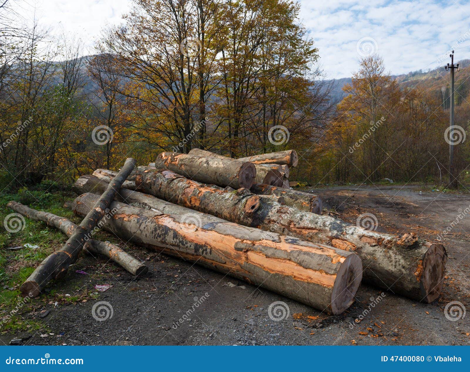 Freshly cut tree logs stock photo. Image of ecology, logging - 47400080