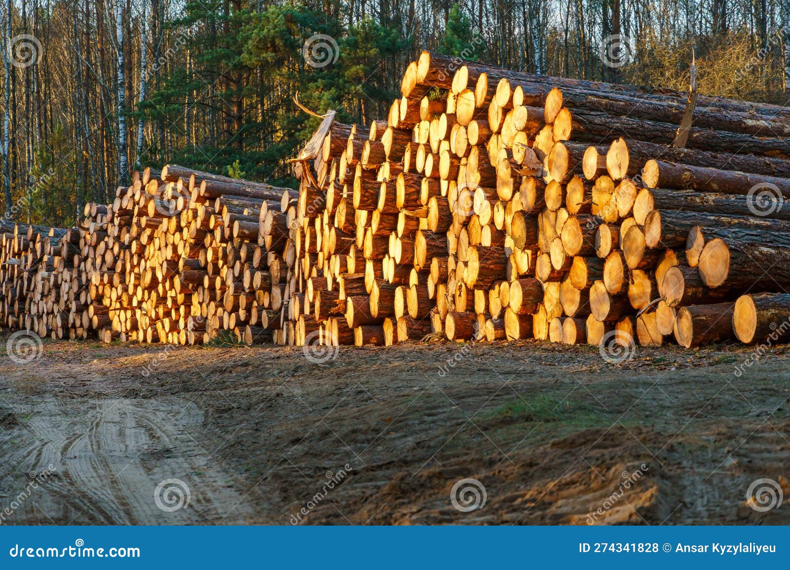 Freshly Cut Tree Logs are Stacked in the Forest during Sunset. Pine ...