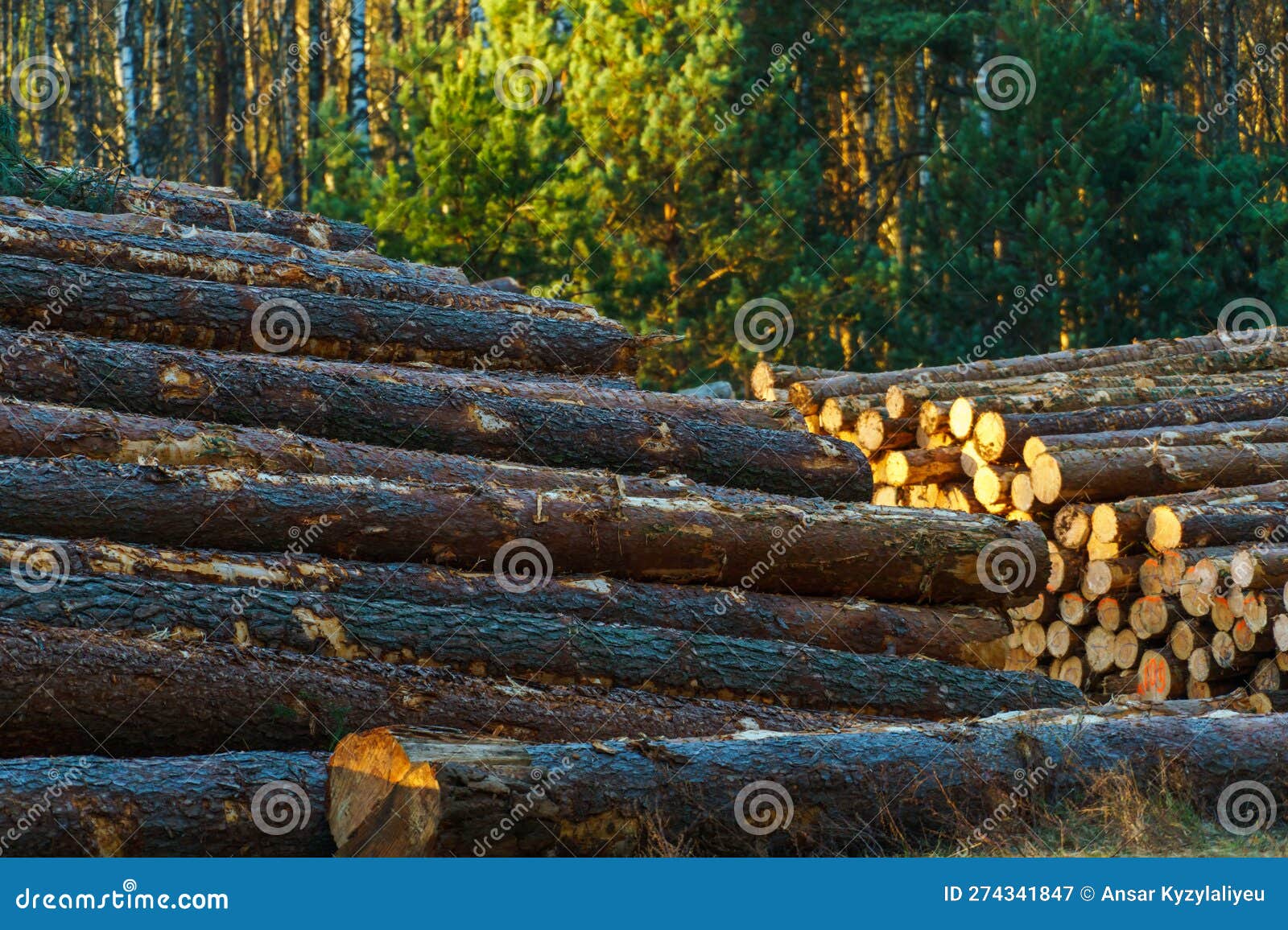 Freshly Cut Tree Logs are Stacked in the Forest during Sunset. Pine ...