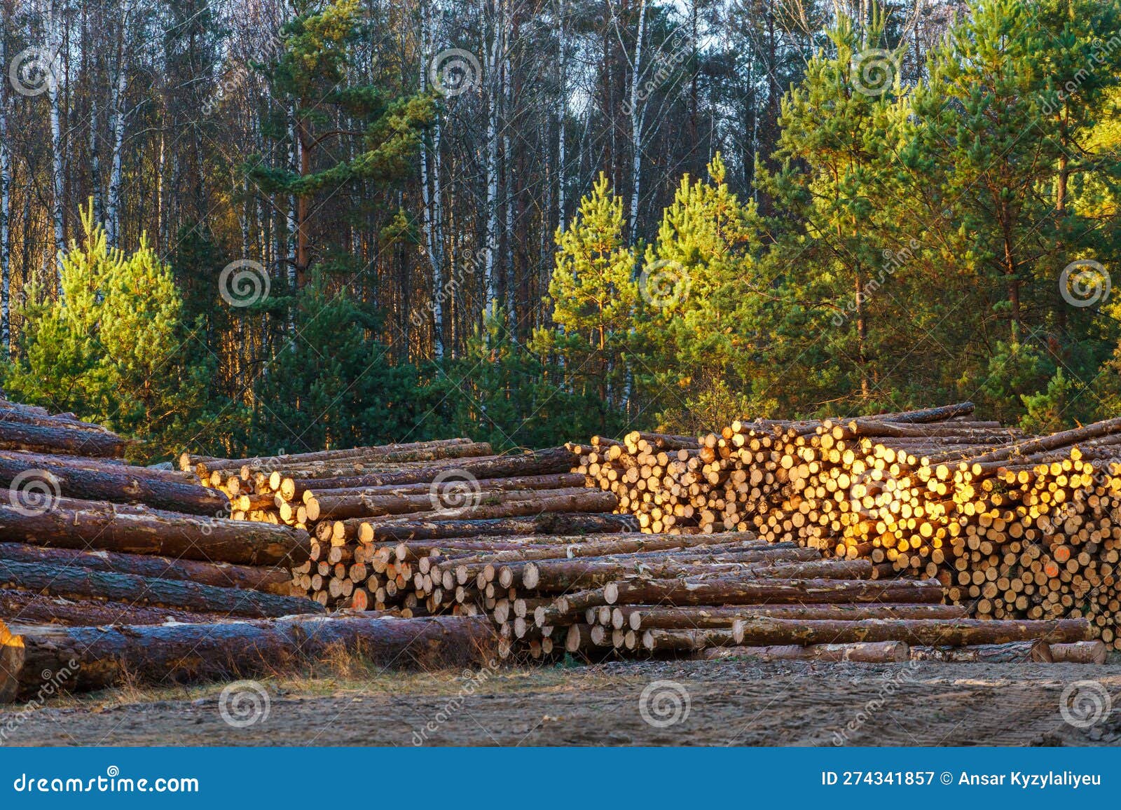 Freshly Cut Tree Logs are Stacked in the Forest during Sunset. Pine ...