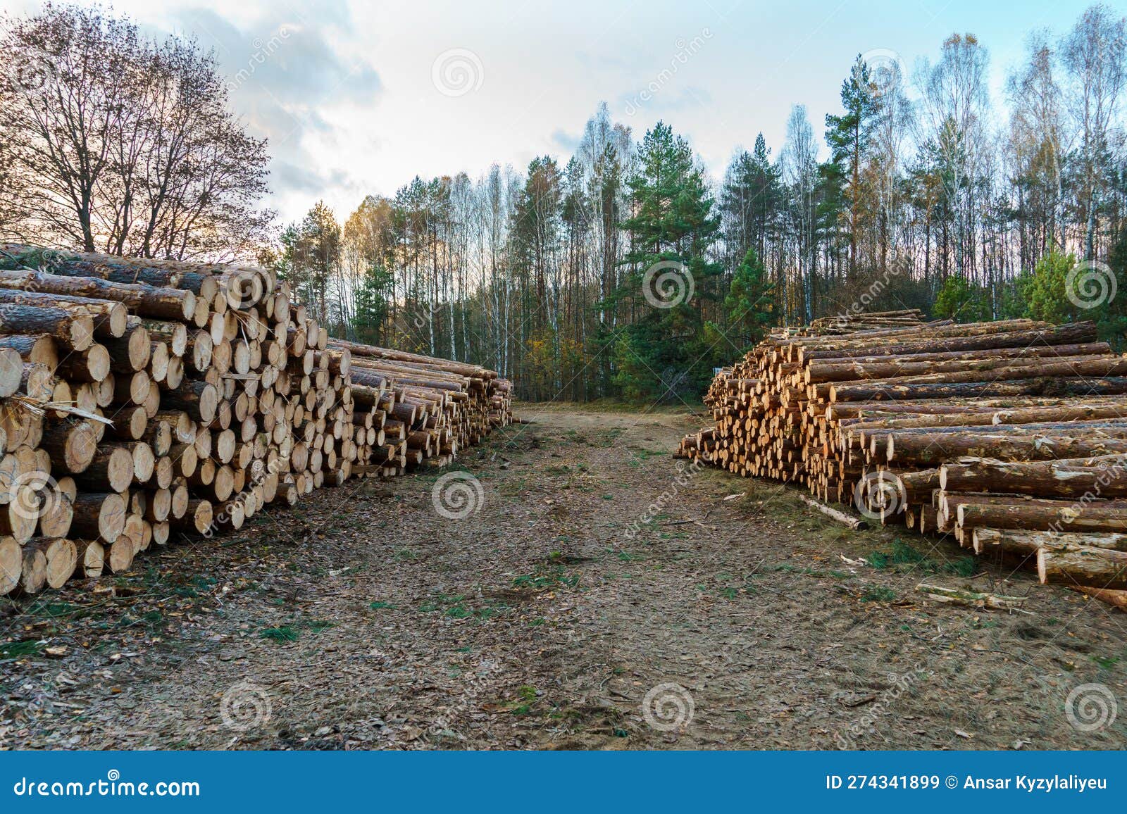 Freshly Cut Tree Logs are Stacked in the Forest during Sunset. Pine ...