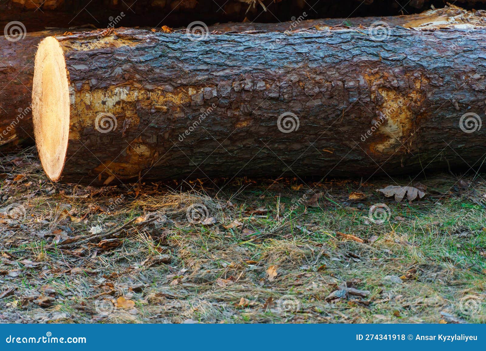 Freshly Cut Tree Logs are Stacked in the Forest during Sunset. Pine ...