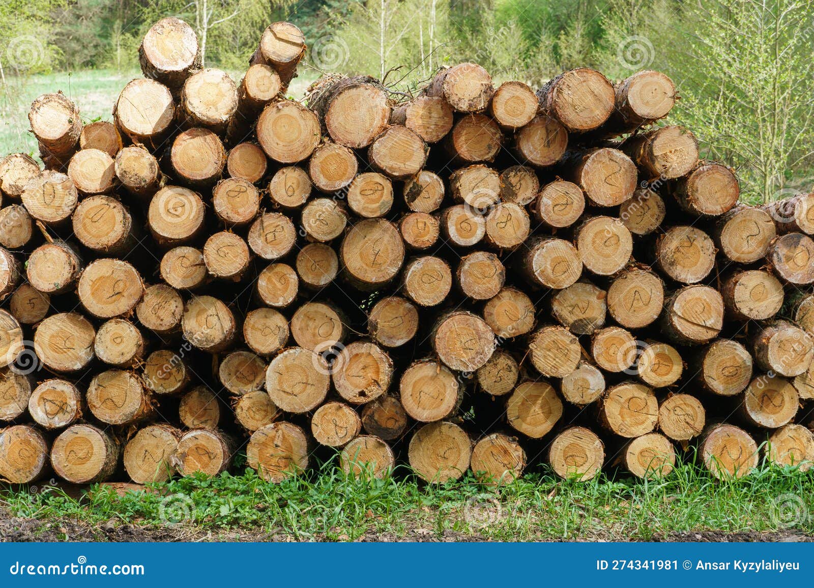 Freshly Cut Tree Logs are Stacked in the Forest during Sunset. Pine ...