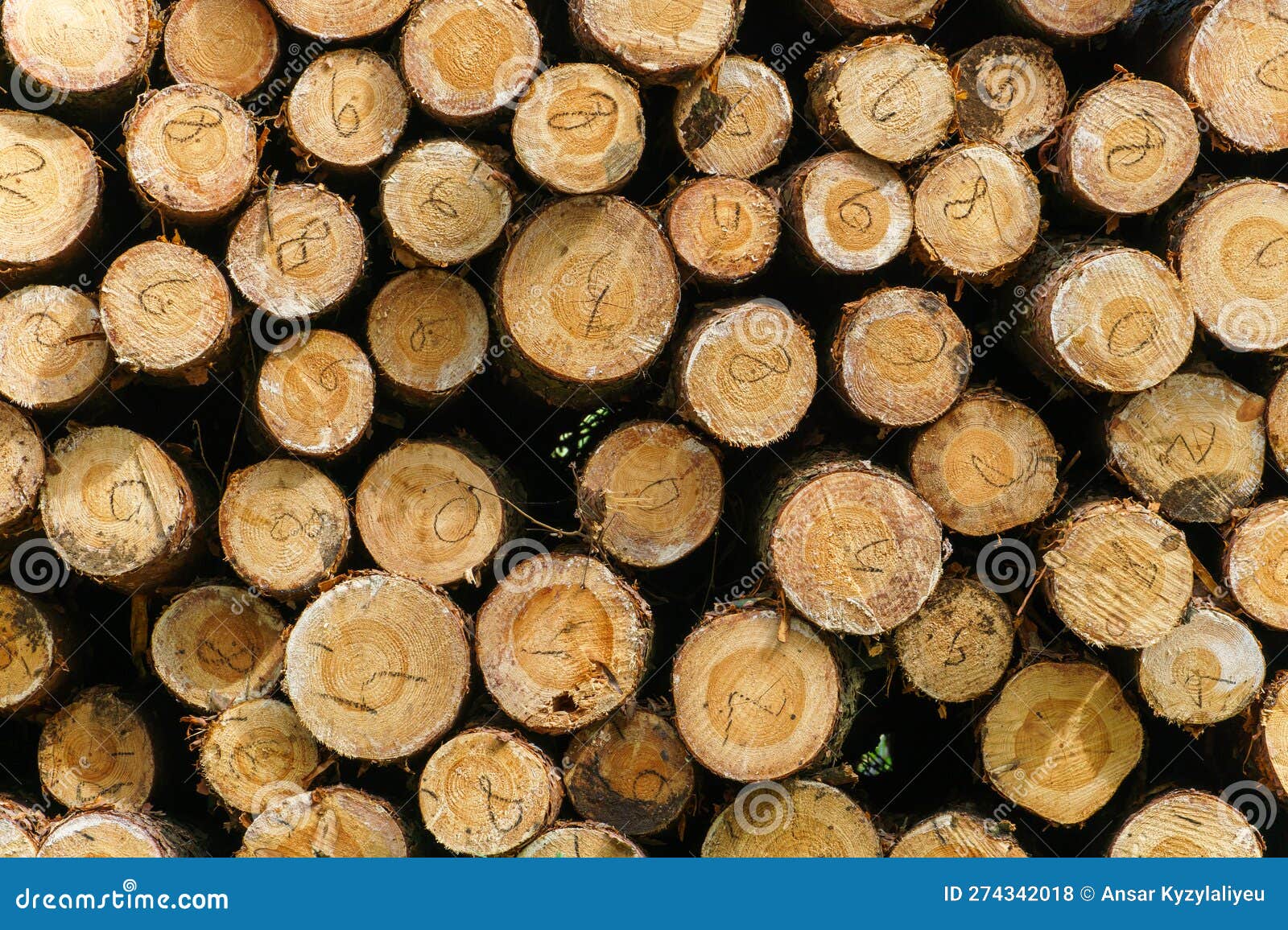 Freshly Cut Tree Logs are Stacked in the Forest during Sunset. Pine ...