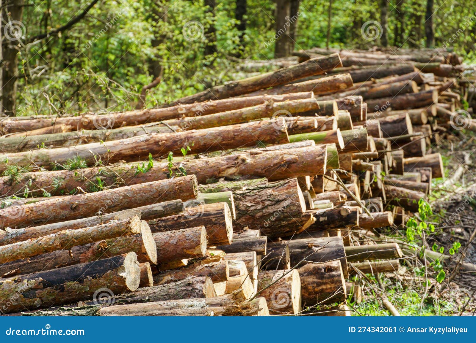 Freshly Cut Tree Logs are Stacked in the Forest during Sunset. Pine ...