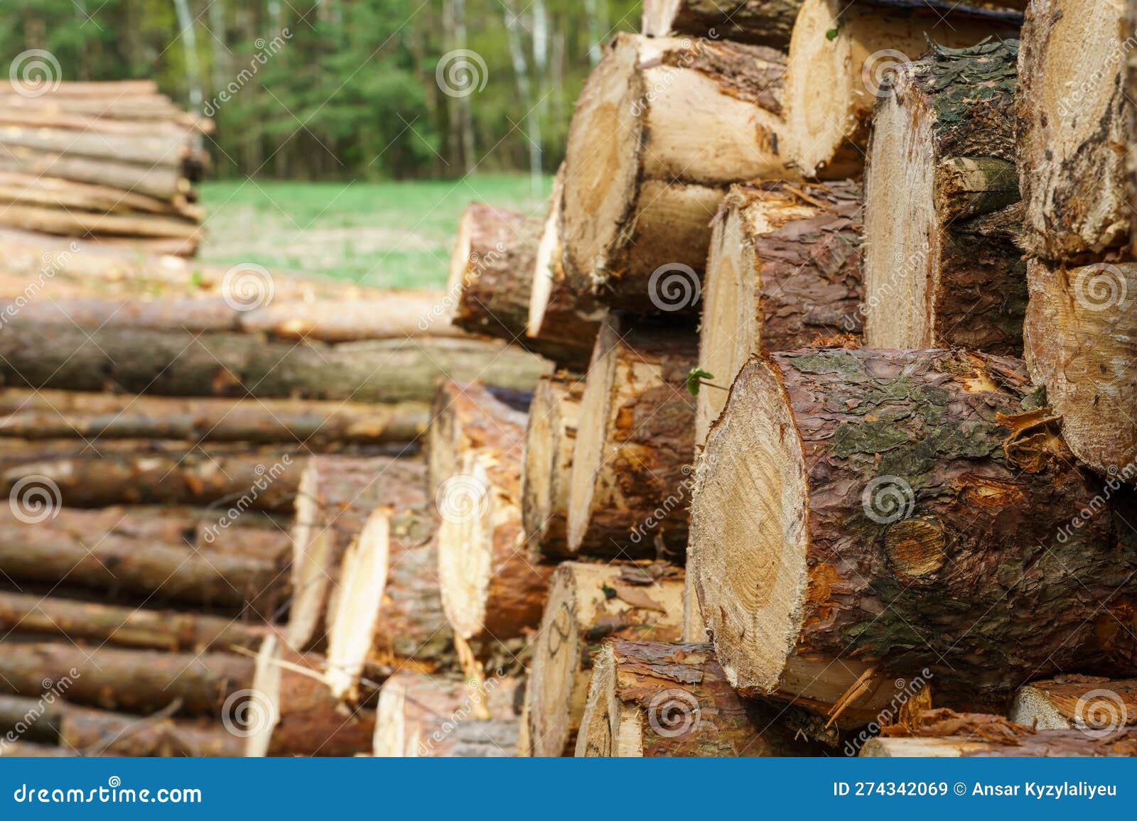 Freshly Cut Tree Logs are Stacked in the Forest during Sunset. Pine ...