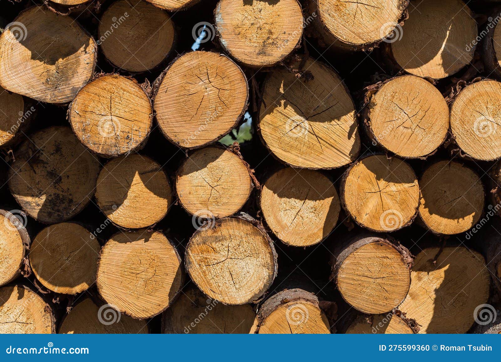 Freshly cut tree logs stock illustration. Illustration of ring - 275599360