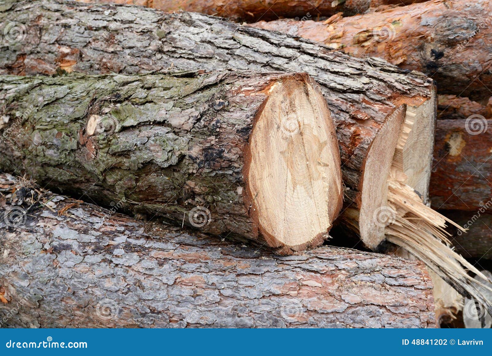 Freshly Cut Tree Pine Logs Outdoors Close Stock Photo - Image of ...