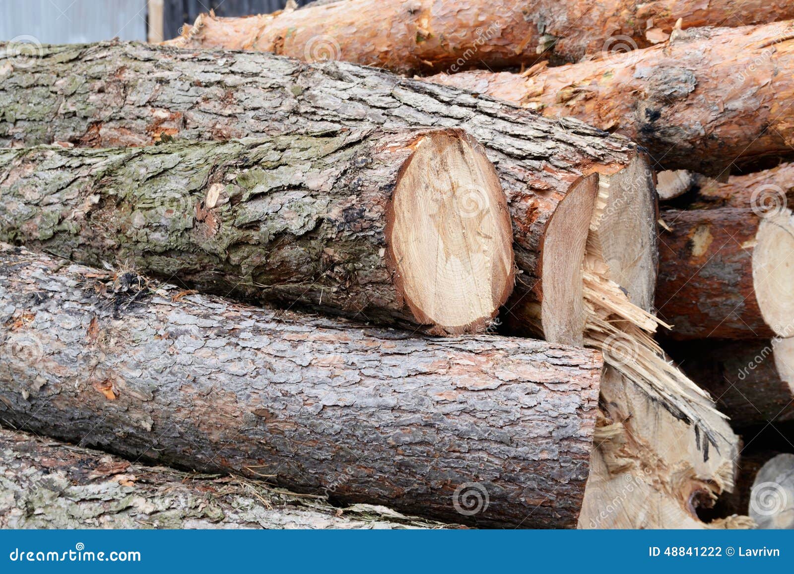 Freshly Cut Tree Pine Logs Outdoors Daylight Stock Photo - Image of ...