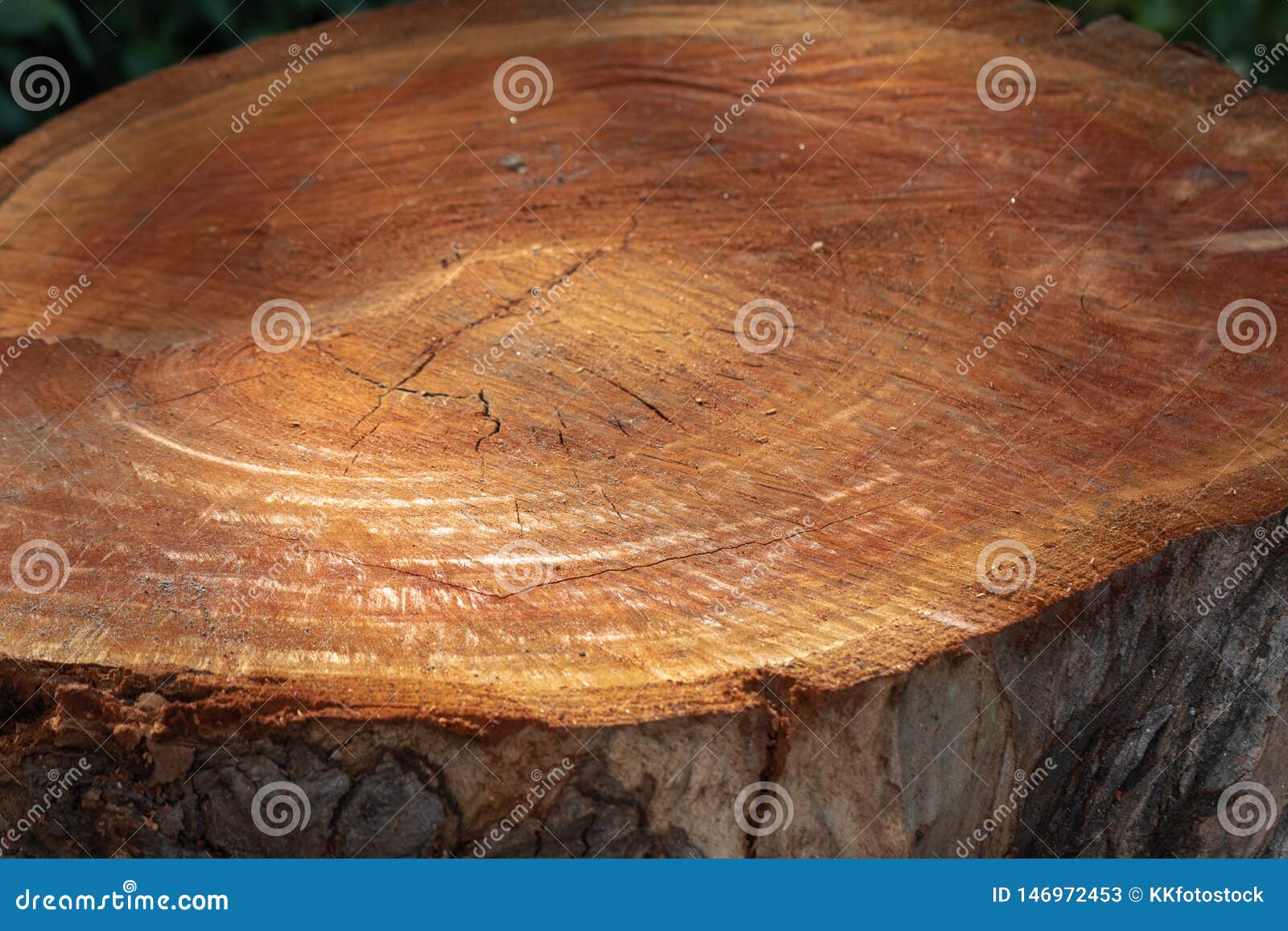 Freshly cut tree stump stock image. Image of logging - 146972453