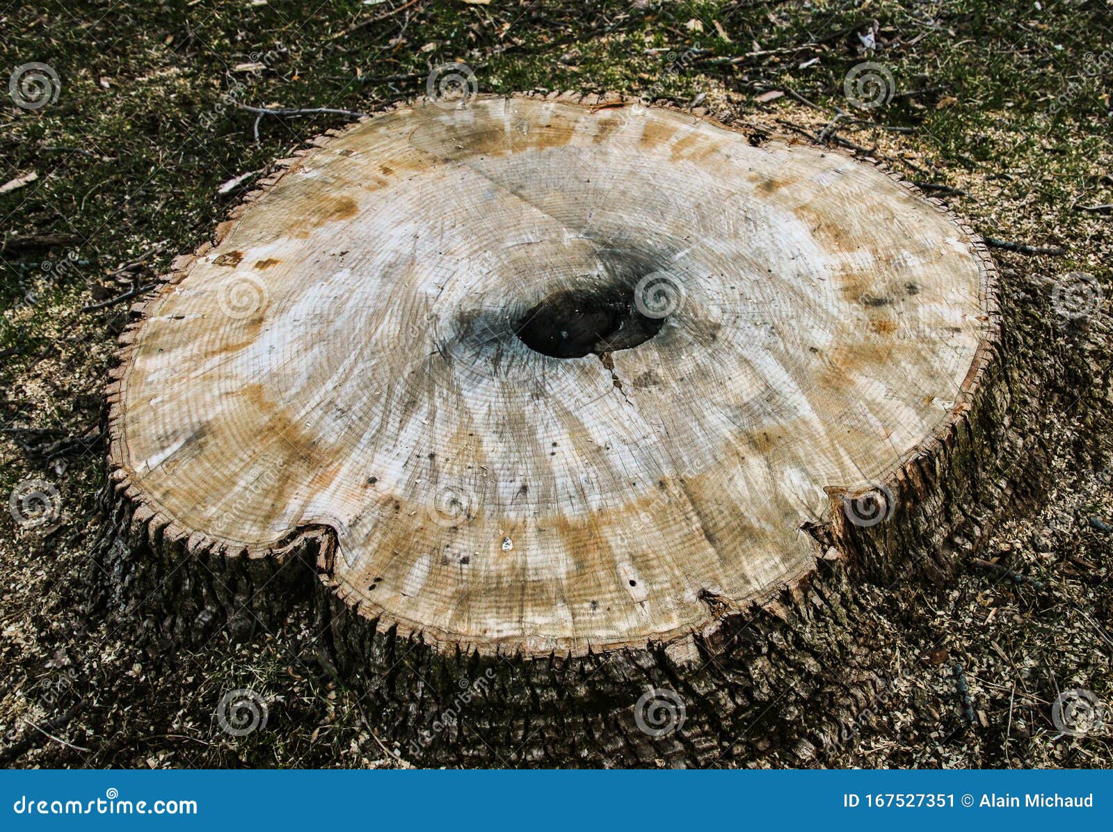Freshly cut tree stump stock image. Image of fresh, marking - 167527351