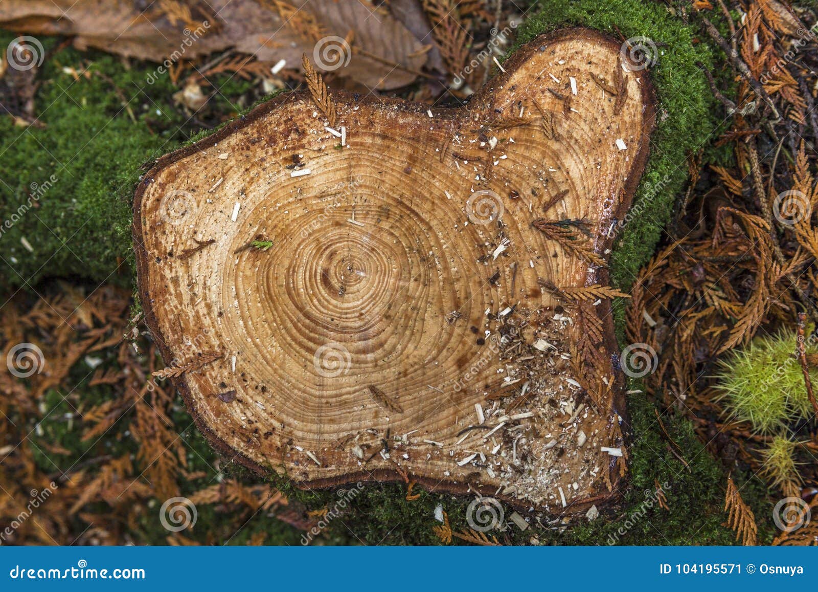 Freshly Cut Tree Stump of Spruce Tree Stock Image - Image of tree ...