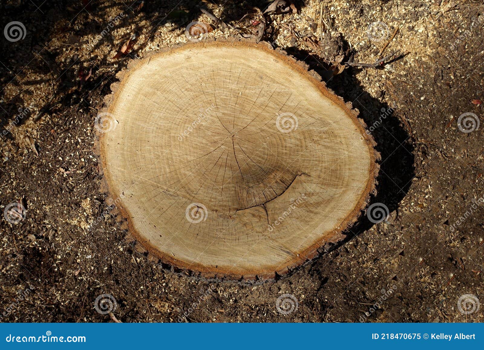 Freshly Cut Tree Stump in the Woods Stock Image - Image of tree ...